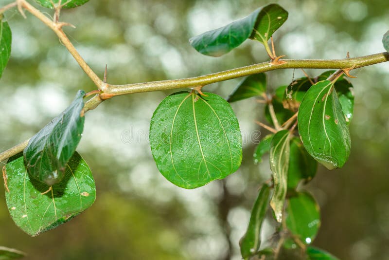 Chinese Date Tree Green Leaves Jujube Tree without Fruit Stock Image ...