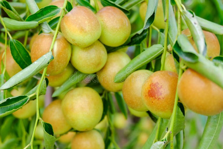 Wongai Stock Photos - Free & Royalty-Free Stock Photos from Dreamstime