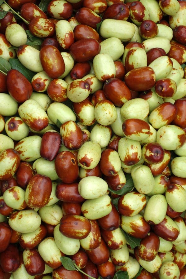 Chinese dates stock photo. Image of agriculture, cultivation - 44301522