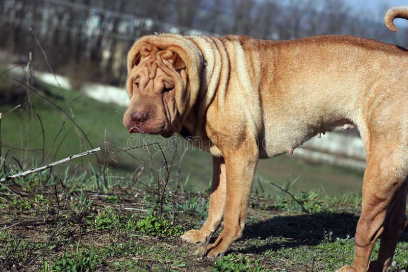 Chinese dog stock photo. Image of sharpei, pets, training - 39800436