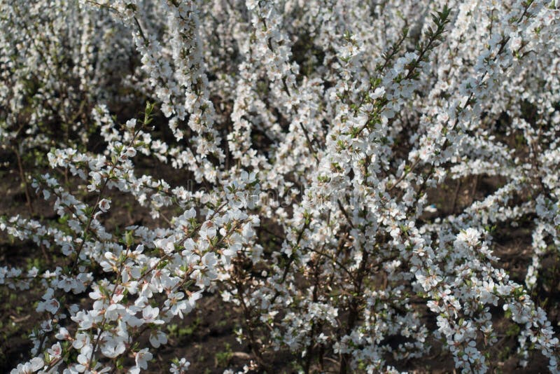 354 Chinese Dwarf Cherry Stock Photos - Free & Royalty-Free Stock ...