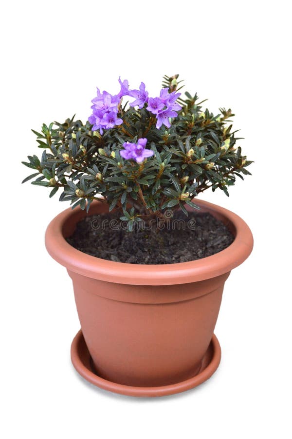 Chinese Dwarf Rhododendron Planted Flower Pot Isolated White Background ...