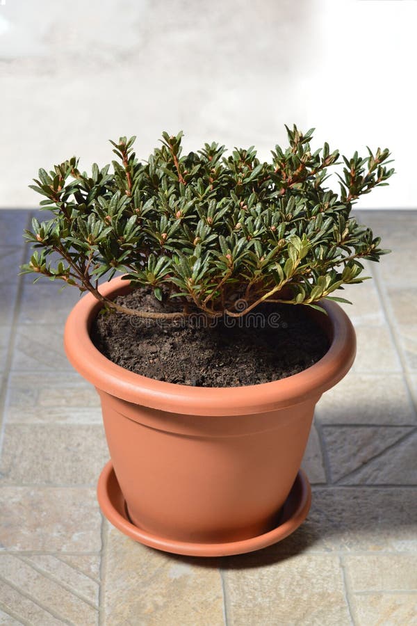 Chinese Dwarf Rhododendron Growing in Flower Pot Stock Image - Image of ...