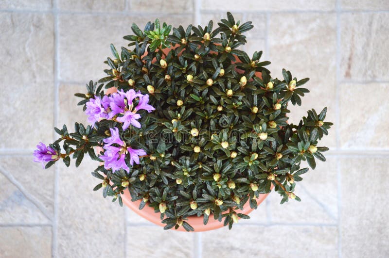 Top View Chinese Dwarf Rhododendron Flower Pot Stock Photos - Free ...