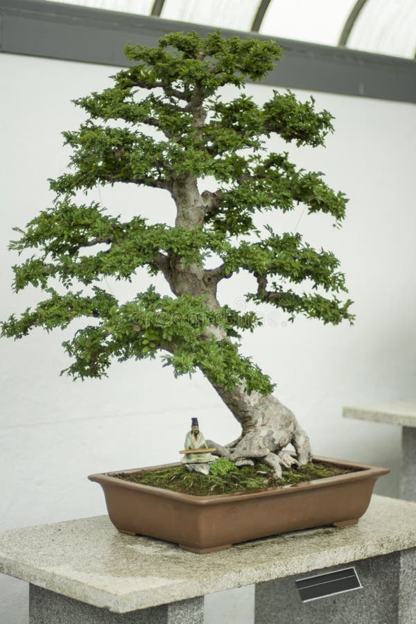 Chinese Elm on a White Table Stock Photo - Image of china, chinese ...