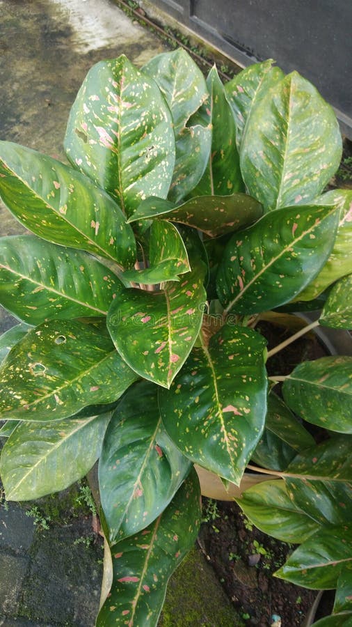 Chinese Evergreen Pink Patterned Stock Image - Image of chinese, tree ...