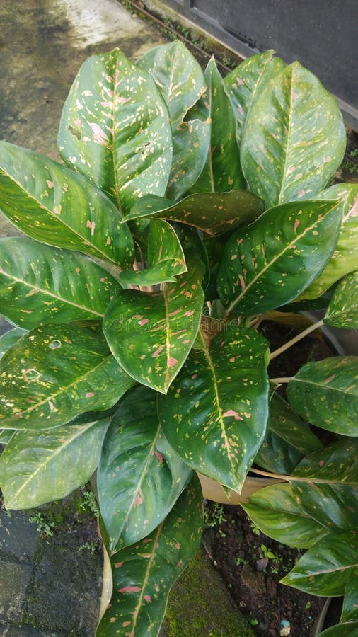 Chinese Evergreen Pink Patterned Stock Image - Image of chinese, pink ...