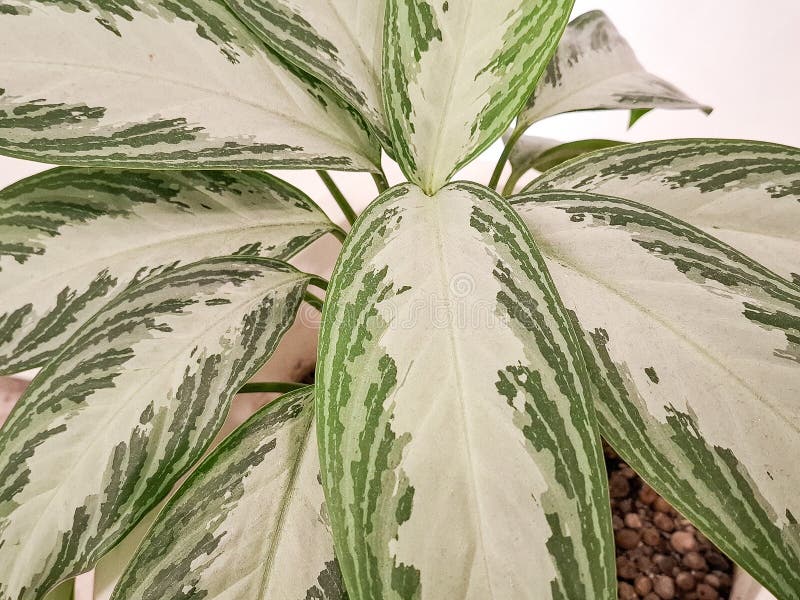 Chinese Evergreen Plant. Aglaonema Commutatum Stock Image - Image of ...
