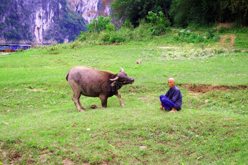 Chinese Farmer with a Cow in China Editorial Stock Image - Image of ...