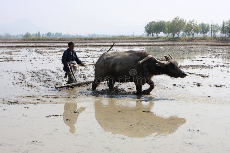 The Chinese Farmer is Plowing Editorial Stock Image - Image of zhejiang ...