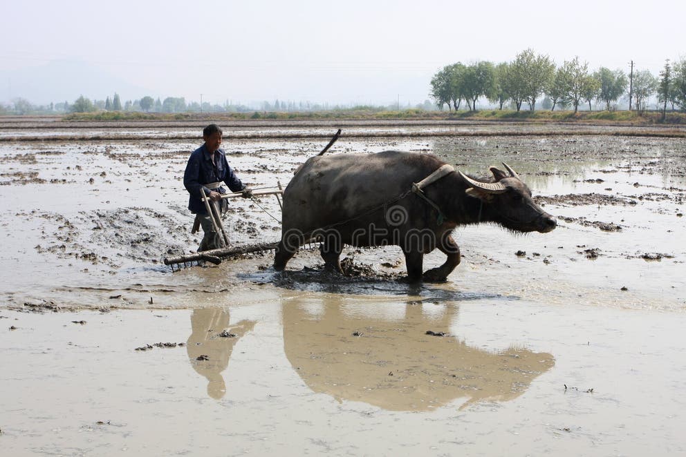 The Chinese Farmer is Plowing Editorial Stock Image - Image of zhejiang ...