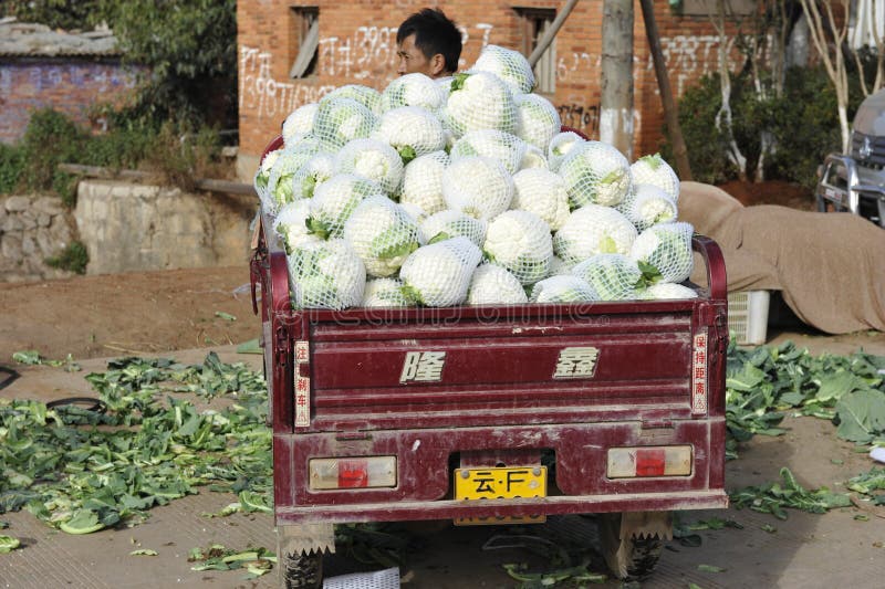 Chinese Farmer Works in a Rice Field Editorial Stock Image - Image of ...