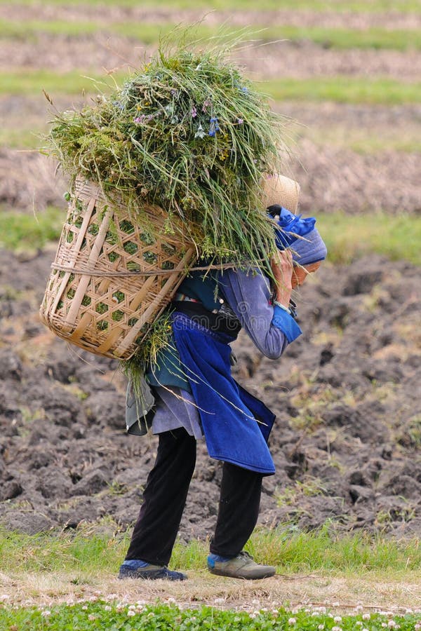 Chinese Farmer Works in a Rice Field Editorial Image - Image of load ...
