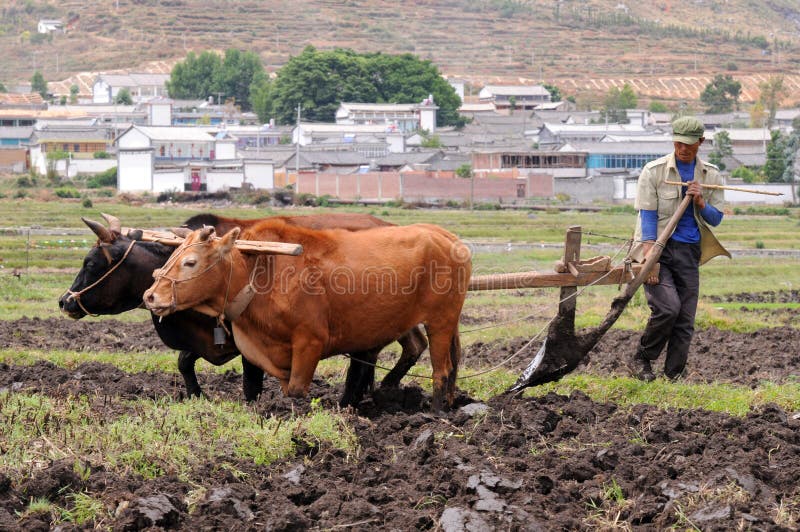 Chinese Farmer Works in a Rice Field Editorial Stock Image - Image of ...