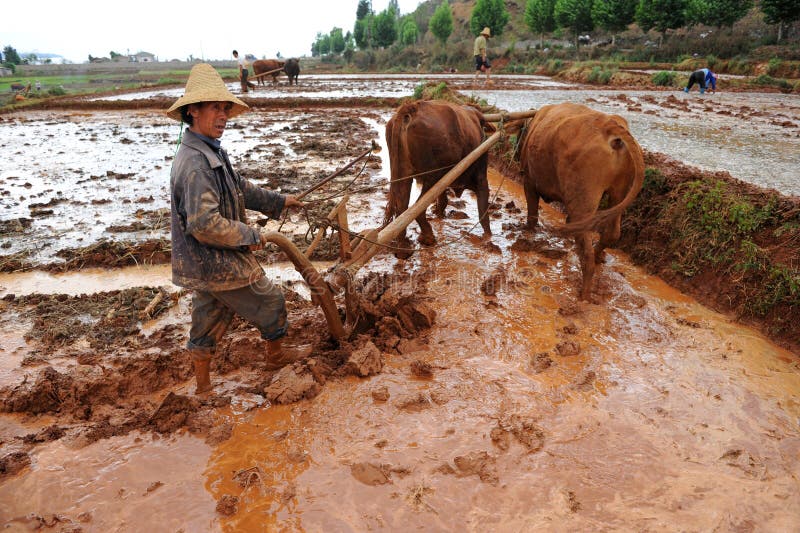 Chinese Farmer Works in a Rice Field Editorial Image - Image of load ...
