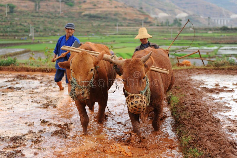 Chinese Farmer Works Rice Field Editorial Stock Image - Image of land ...