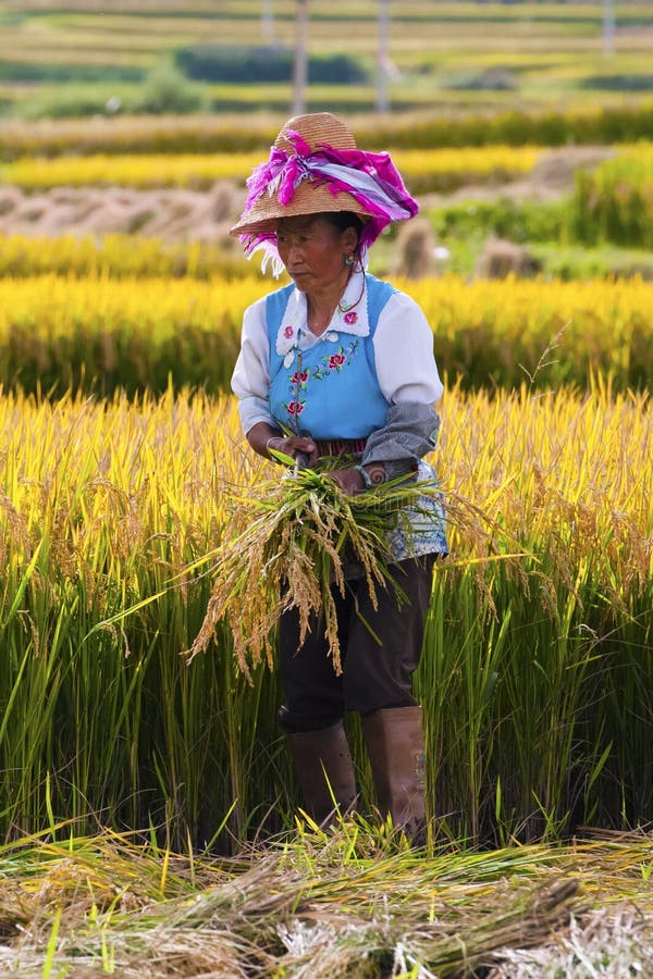 Chinese Farmer Works in a Rice Field Editorial Image - Image of load ...