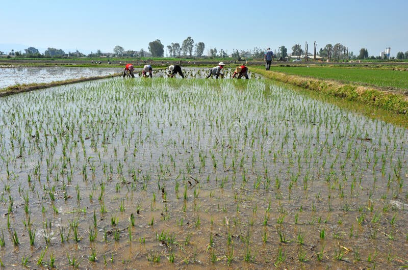 Work in the rice fields. editorial stock image. Image of rice - 98412944