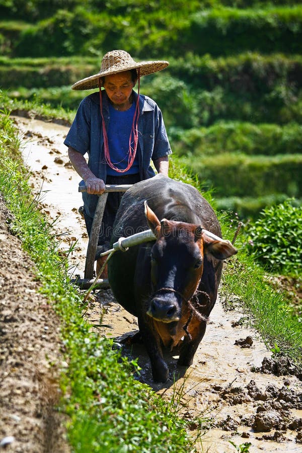 Chinese Farmer Works in a Rice Field Editorial Image - Image of load ...