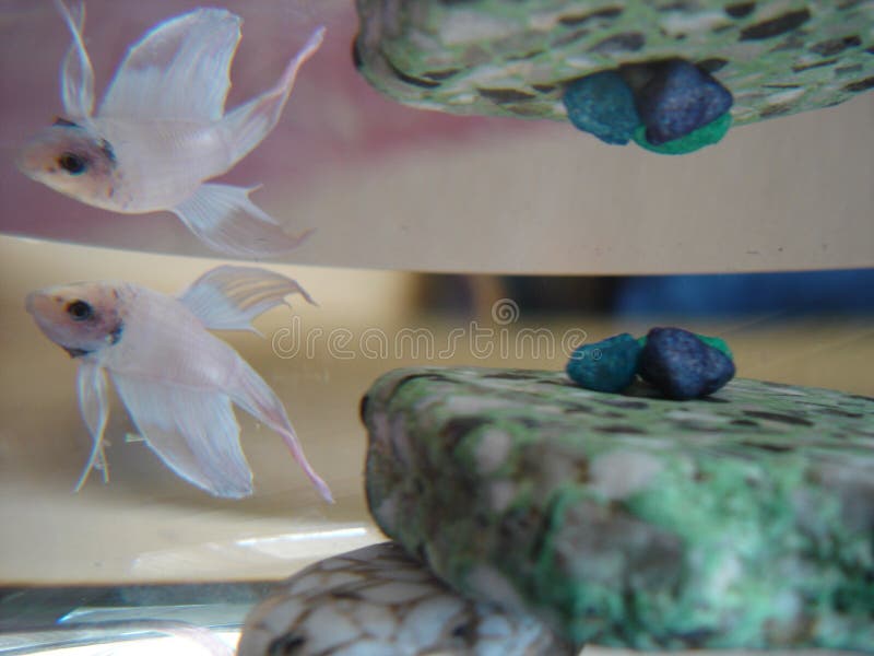 Chinese Fighting Fish stock photo. Image of water, chinesefightingfish ...