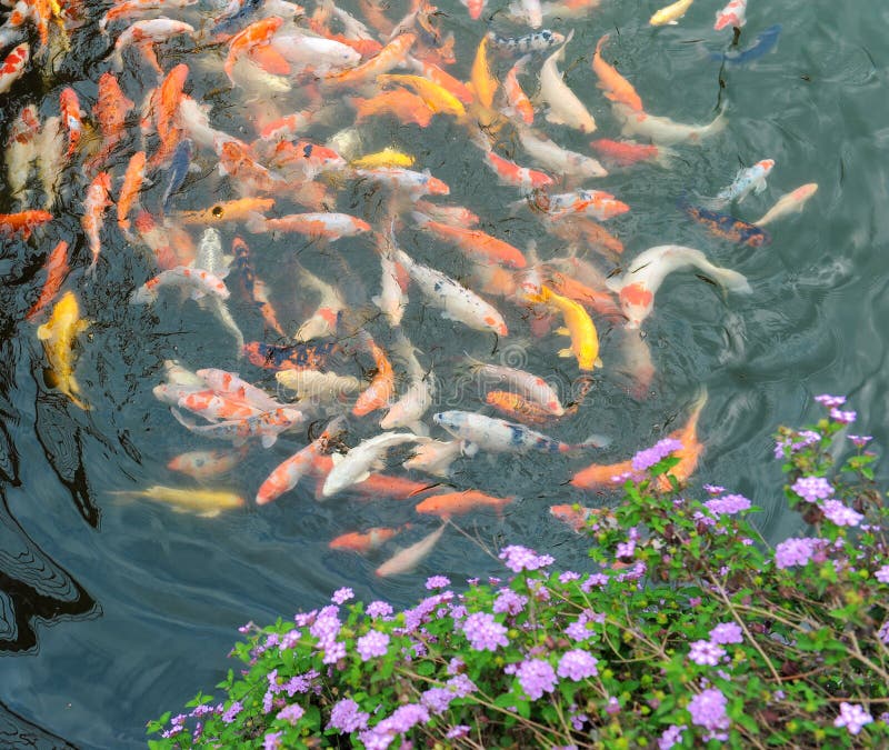 Chinese fish stock photo. Image of colorful, fins, pond - 10636236