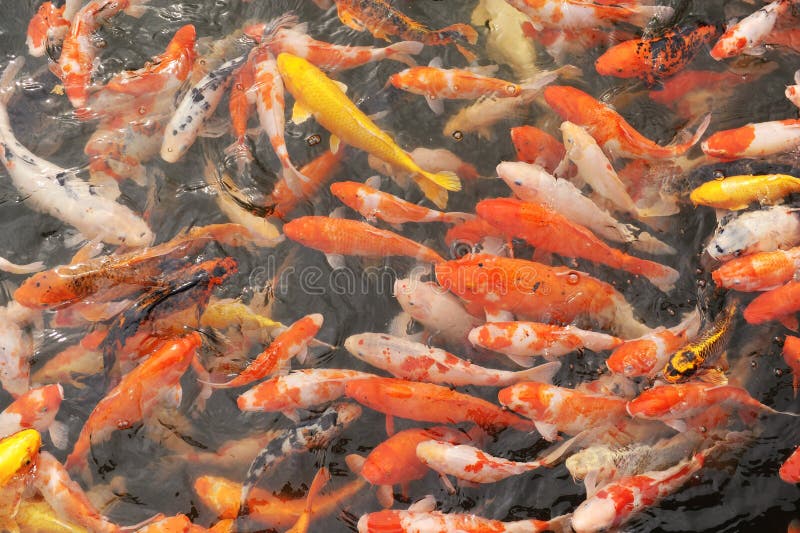 Chinese fish stock image. Image of asia, colorful, lake - 22323571