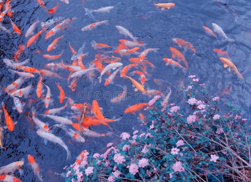 Chinese fish stock photo. Image of open, asian, pond - 23252636