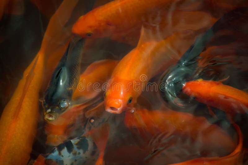 Chinese Fish in a Pond in China Stock Image - Image of garden, feed ...