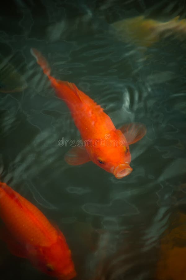 Chinese Fish in a Pond in China Stock Image - Image of japan, beautiful ...