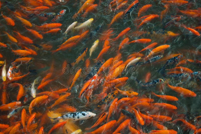 Chinese Fish in a Pond in China Stock Image - Image of feed, food ...