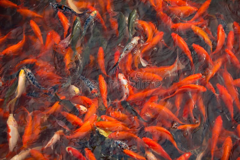 Chinese Fish in a Pond in China Stock Image - Image of feed, food ...