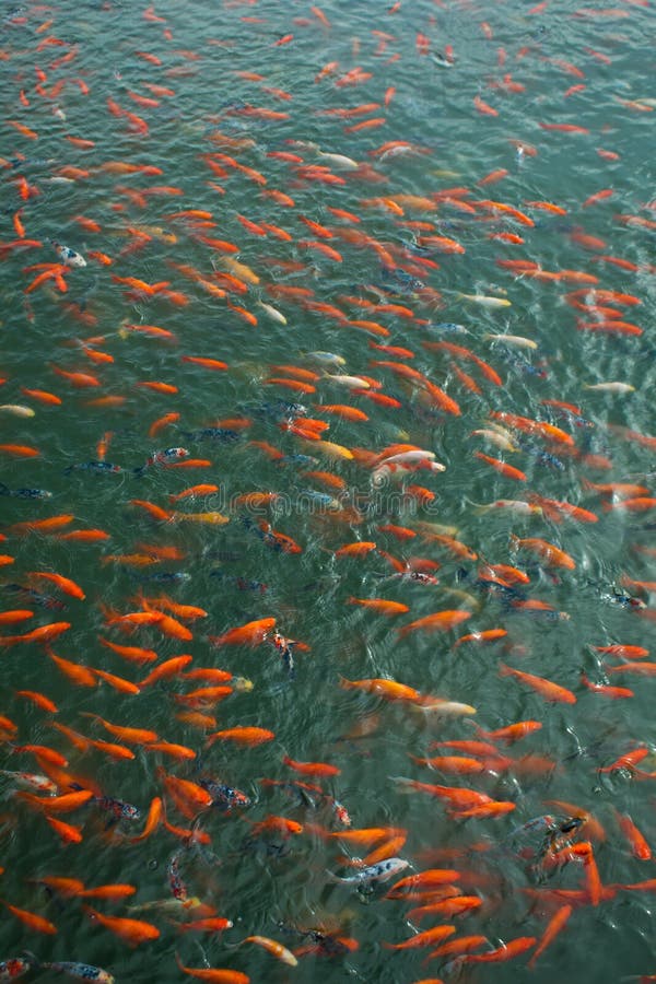 Chinese Fish in a Pond in China Stock Photo - Image of garden, group ...
