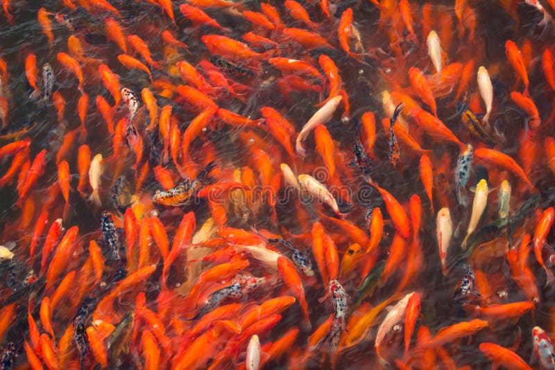 Chinese Fish in a Pond in China Stock Image - Image of china, neighbor ...