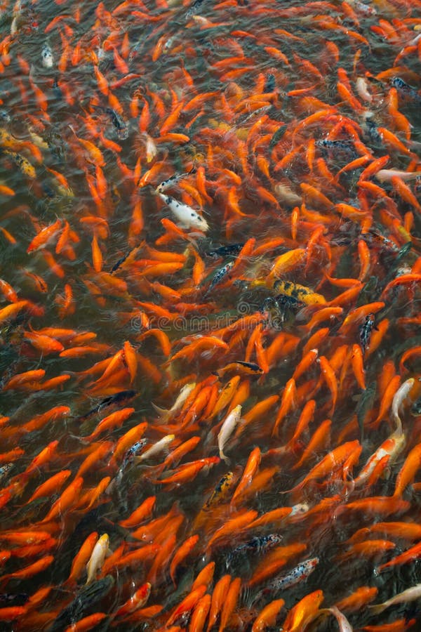 Chinese Fish in a Pond in China Stock Photo - Image of garden, group ...