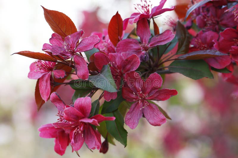 Chinese Flowering Crab-apple Blooming Stock Image - Image of cherry ...