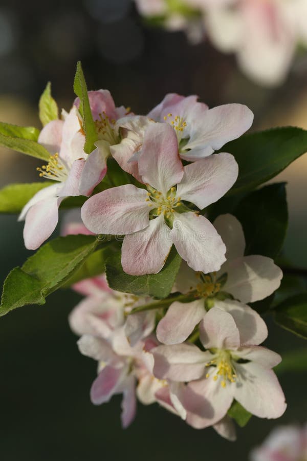 Chinese Flowering Crab-apple Blooming Stock Image - Image of cherry ...