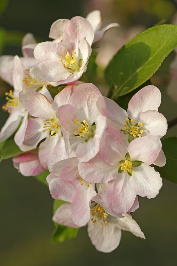 Chinese Flowering Crab-apple Blooming Stock Image - Image of cherry ...
