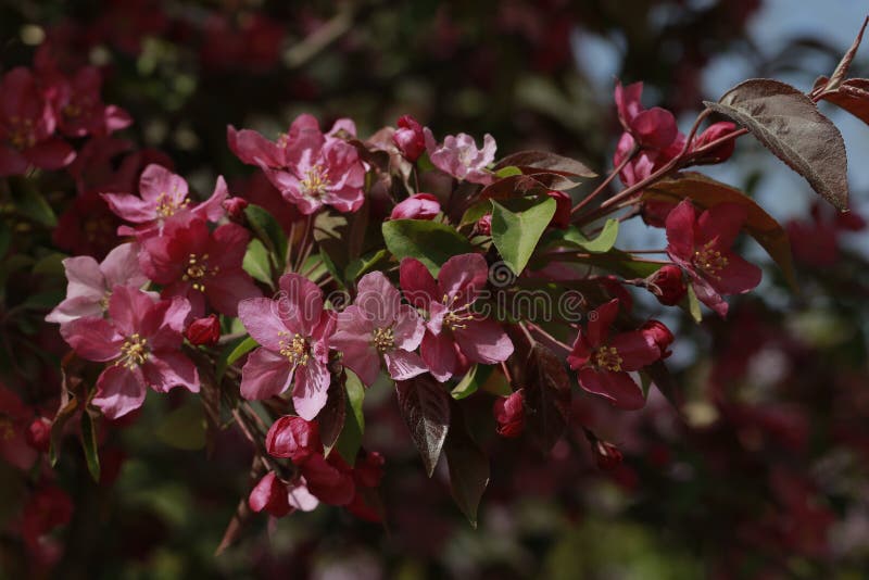 Chinese Flowering Crab-apple Blooming, Very Beautiful Stock Image ...