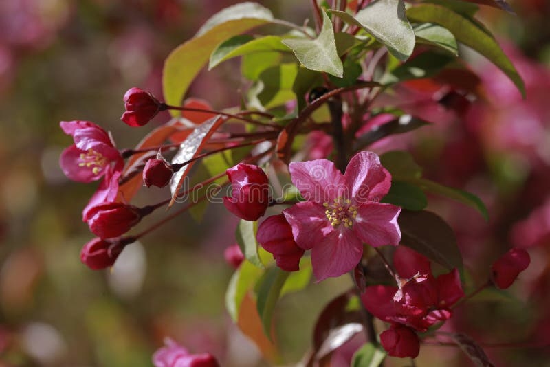 Chinese Flowering Crab-apple Blooming, Very Beautiful Stock Photo ...