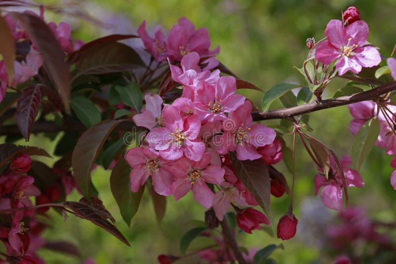Chinese Flowering Crab-apple Blooming, Very Beautiful Stock Photo ...