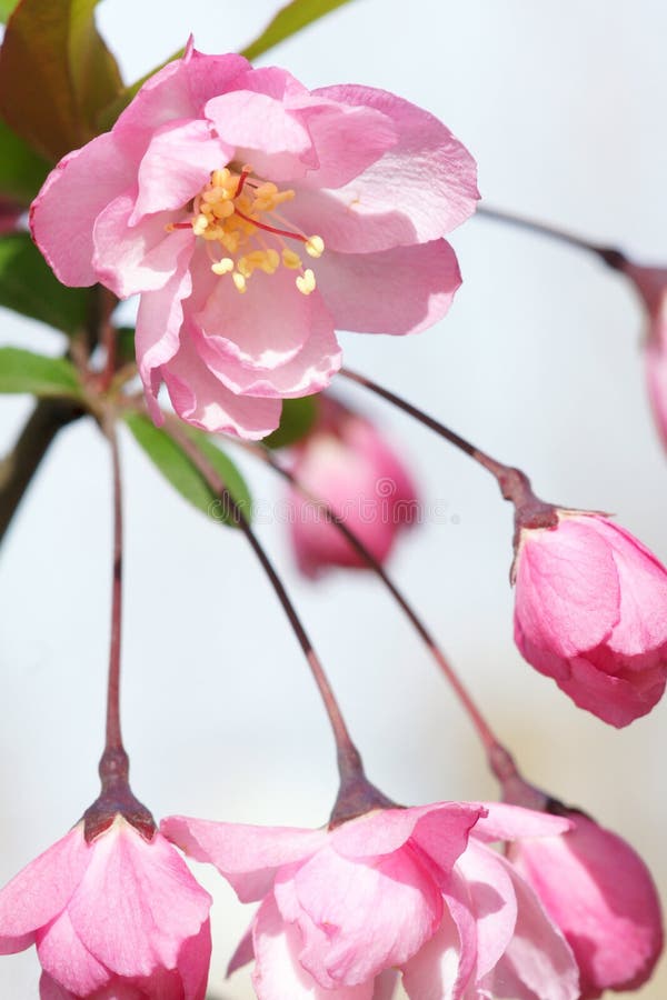 Chinese Flowering Crabapple Stock Photo - Image of chinese, flowering ...