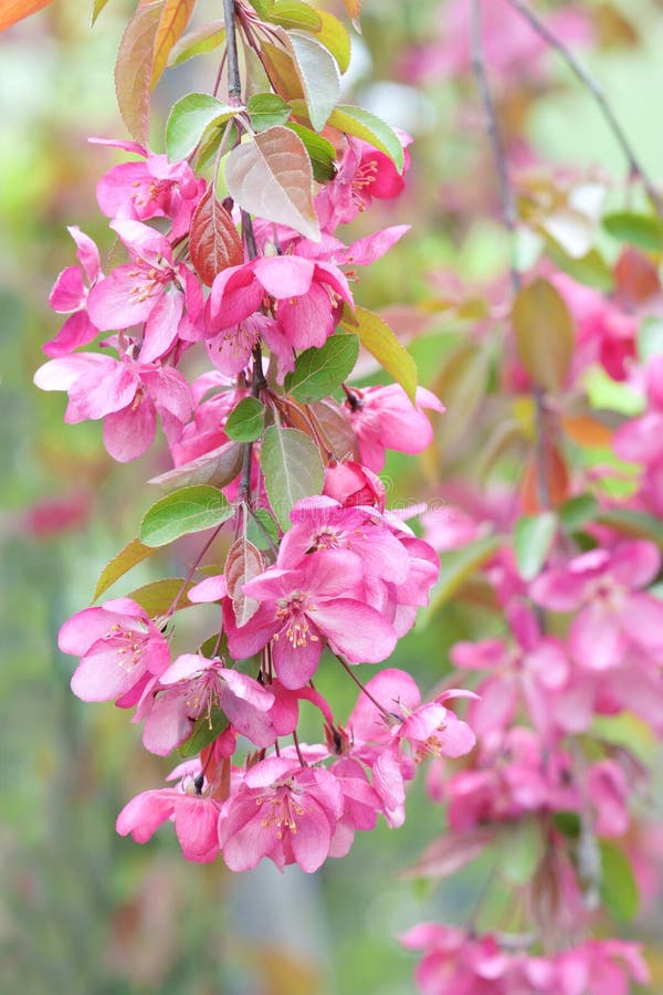 Chinese Flowering Crabapple Stock Image - Image of pink, rosaceae: 53608505