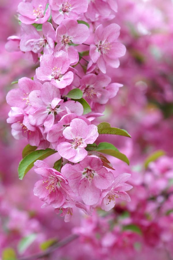 Chinese Flowering Crabapple Stock Image - Image of pink, rosaceae: 53608505