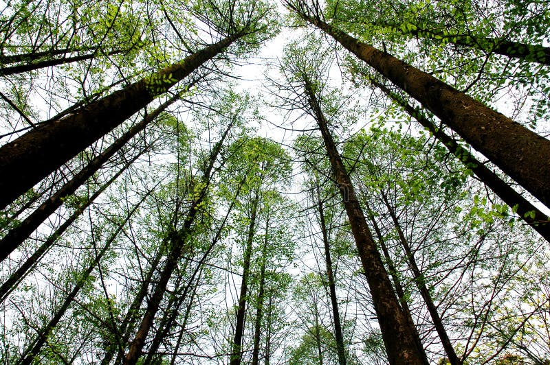 Chinese forest stock photo. Image of light, branch, fall - 2216044