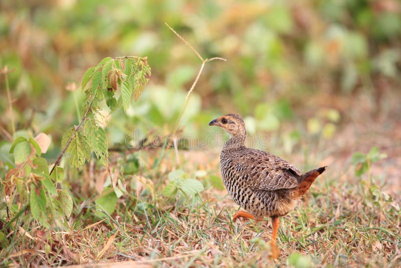 Chinese francolin stock photo. Image of chinese, asia - 77062386