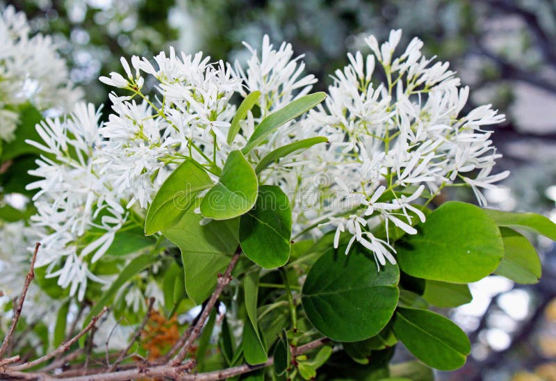 Chinese Fringetree, Chionanthus-retusus Stock Foto - Image of ...