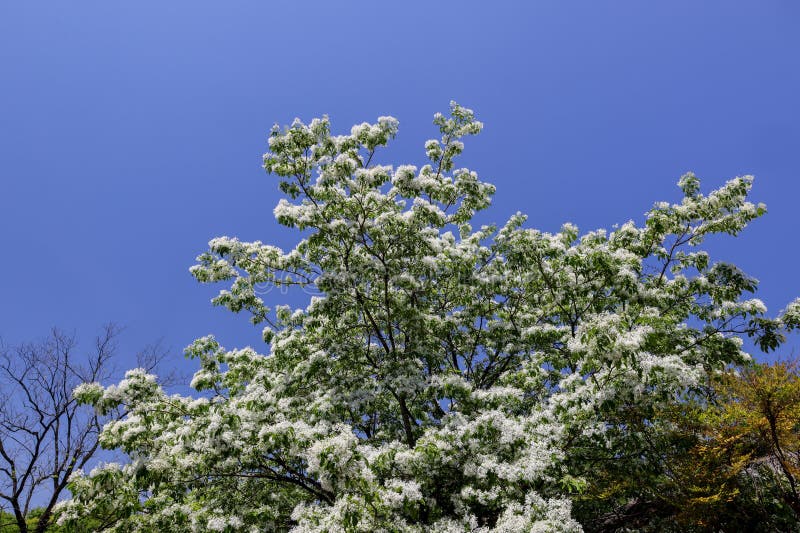 Chinese Fringetree White Flower in Full Bloom Stock Photo - Image of ...