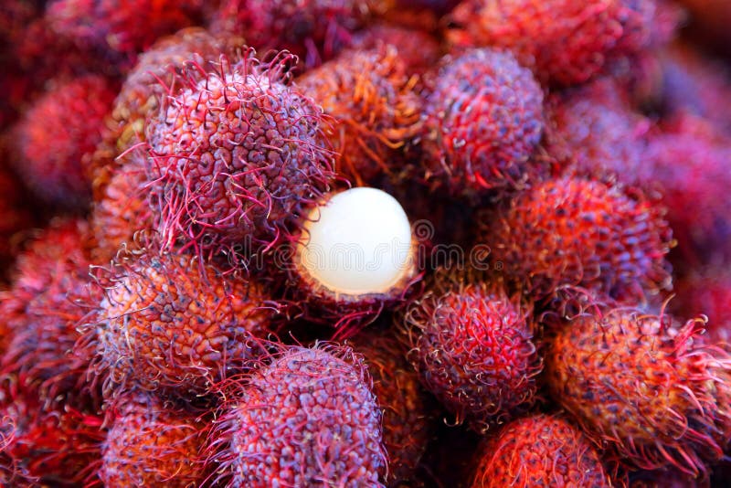 Chinese fruit stock photo. Image of bears, chinese, fleshy - 58269696