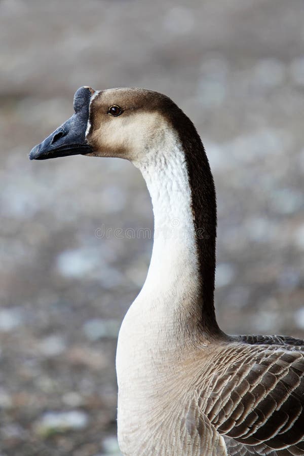 Chinese Gans stock afbeelding. Image of portret, dier - 31372961