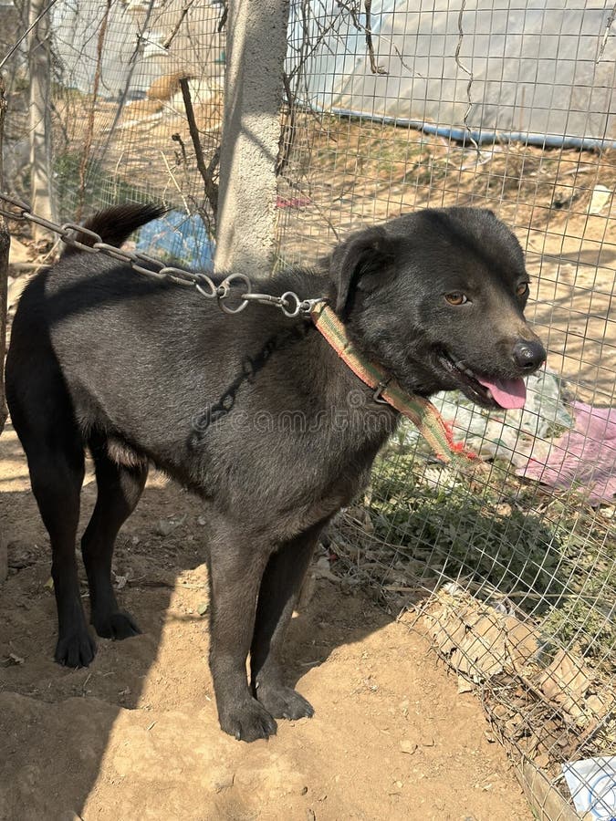 Chinese garden dog stock photo. Image of goats, hound - 274564362
